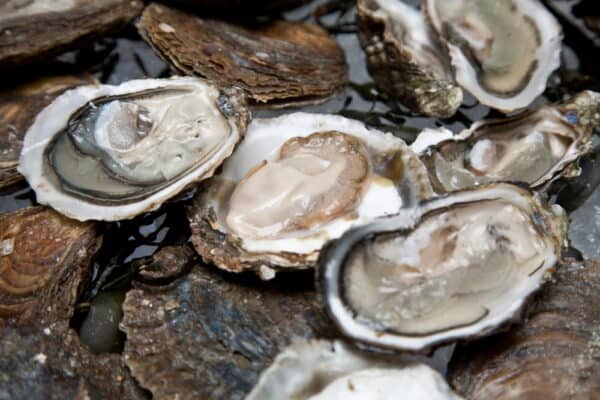 Different Oyster Varieties, East Coast Oyster, West Coast Oysters, Gulf ...